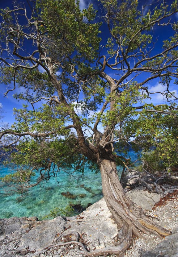 Árbol del Mesquite foto de archivo. Imagen de caribe, azul - 9462274