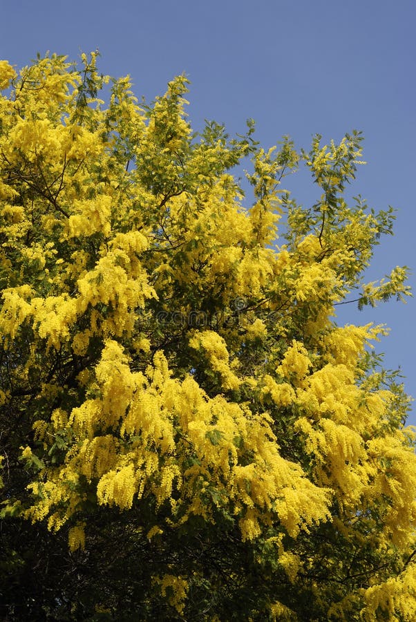 Árbol del mimosa del flor foto de archivo. Imagen de parque - 8377314