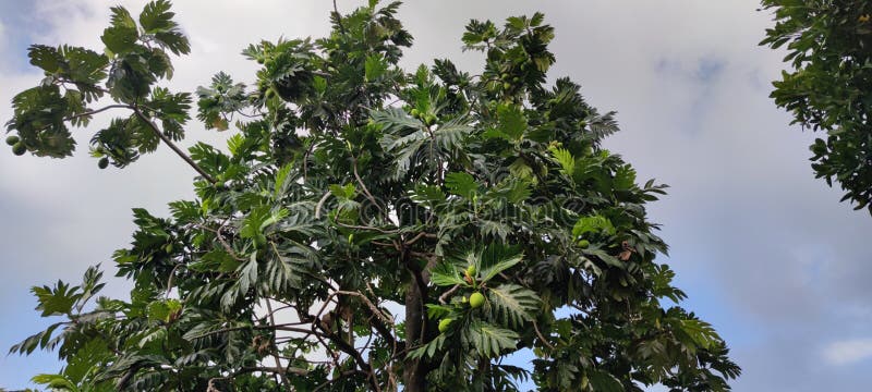 árbol del pan en el jardín imagen de archivo. Imagen de cielo - 219880325