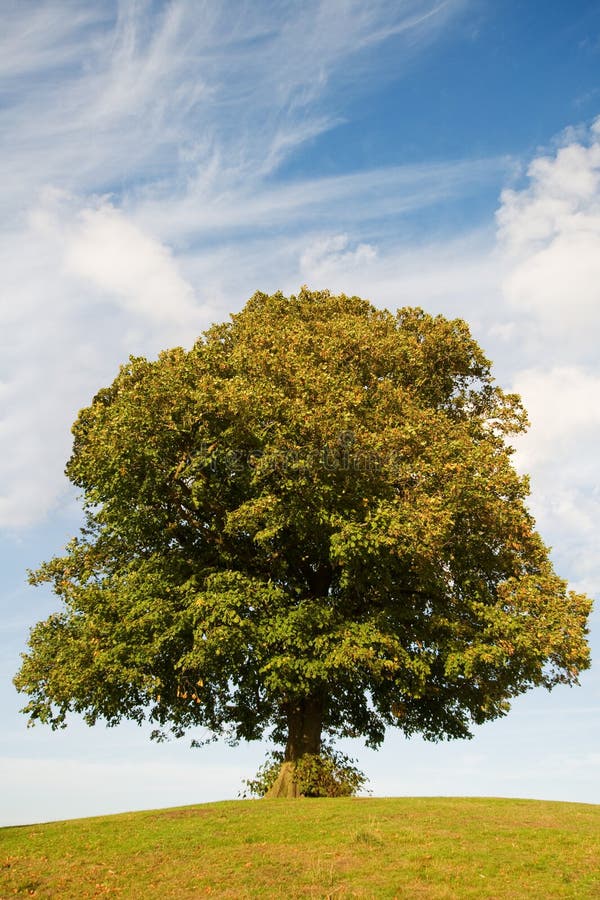 Árbol del tilo foto de archivo. Imagen de planta, frondoso - 9578666