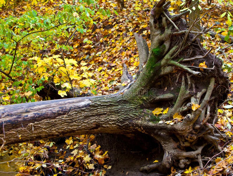 Árbol desarraigado imagen de archivo. Imagen de seco - 11547589
