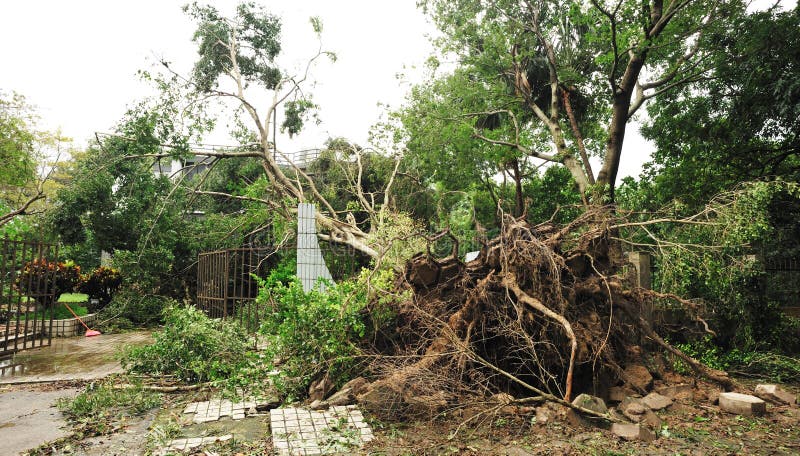 Roble desarraigado imagen de archivo. Imagen de roble - 99074799