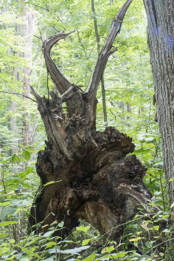 Árbol Desarraigado En Bosque Imagen de archivo - Imagen de figura ...