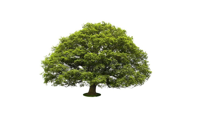 Árbol en el fondo blanco foto de archivo. Imagen de ambiente - 7742242
