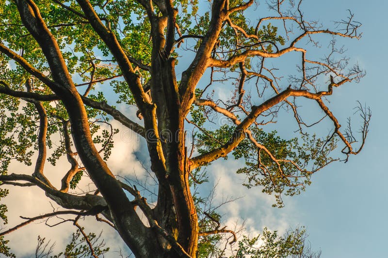 Árbol en la sol foto de archivo. Imagen de asoleado - 118018176