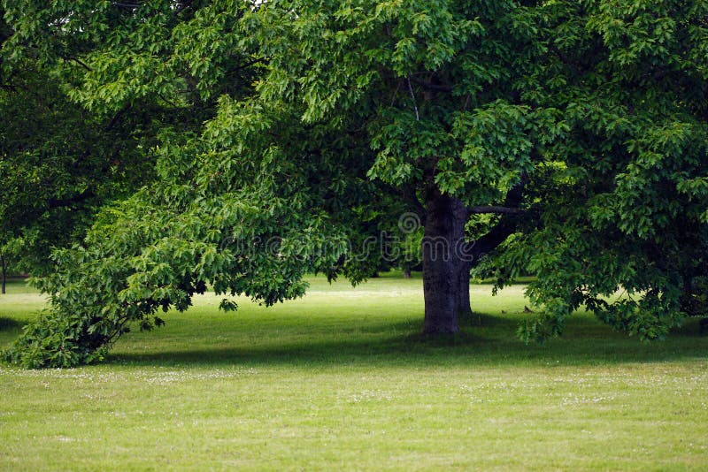 Árbol en parque imagen de archivo. Imagen de soporte - 19009689