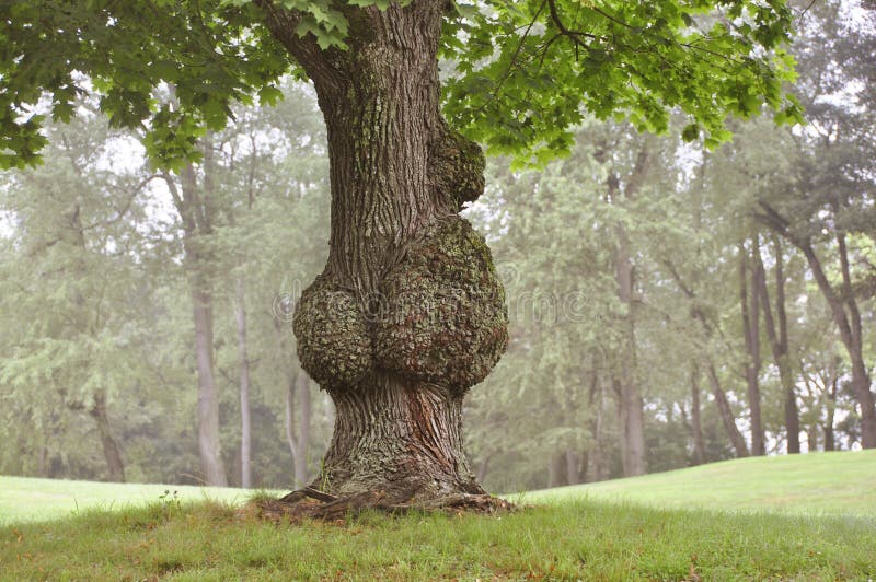 árbol Enfermo Al Aire Libre. Plantas Enfermas Debido a La Contaminación ...