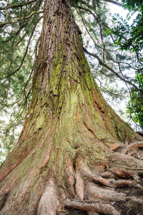 Árbol gigante de la secoya imagen de archivo. Imagen de grande - 10531839