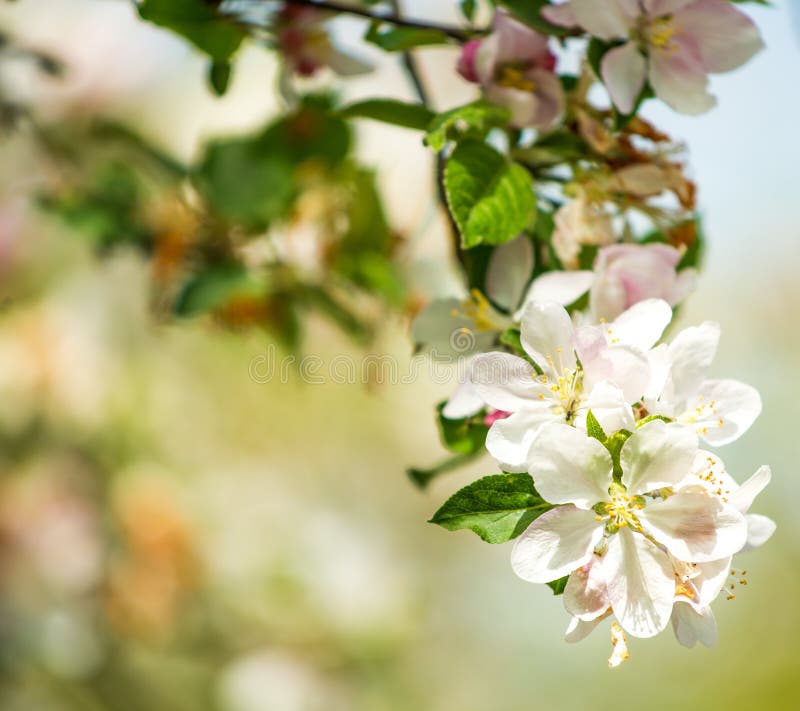 Hermoso árbol de primavera imagen de archivo. Imagen de planta - 34644765