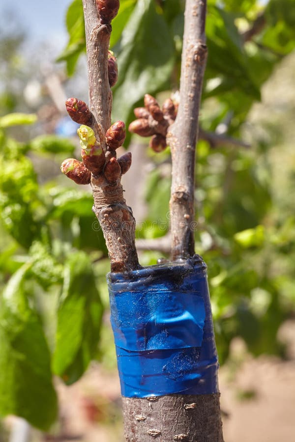 Injerto en árbol frutal foto de archivo. Imagen de injertado - 75925660