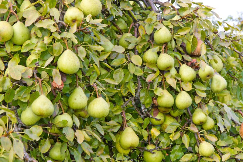 Árbol lleno con las peras imagen de archivo. Imagen de sabroso - 45236433