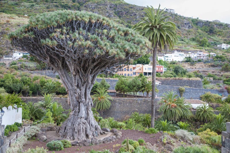 Árbol Milenario De Drago En Icod De Los Vinos, Tenerife Imagen de ...