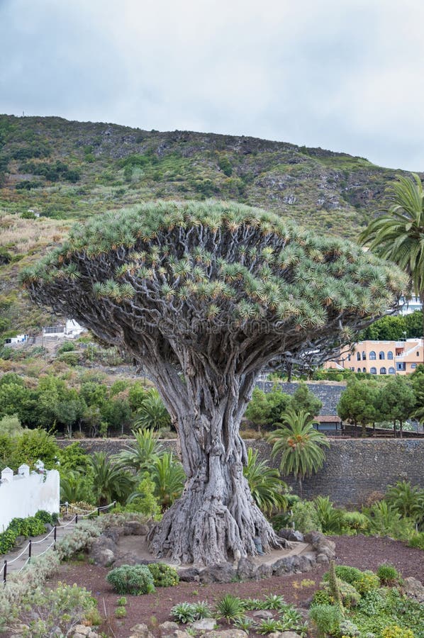 Árbol Milenario De Drago En Icod De Los Vinos, Tenerife Imagen de ...