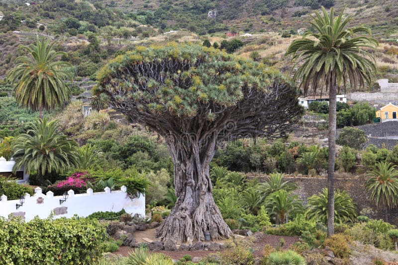 Árbol Milenario De Drago En Icod De Los Vinos, Tenerife Imagen de ...