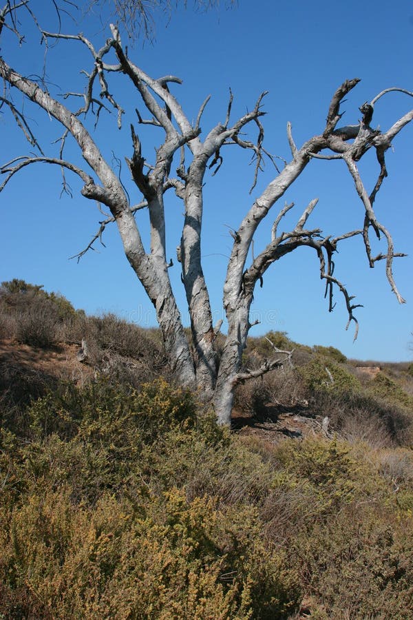 Árbol muerto foto de archivo. Imagen de bosque, gris - 11367966