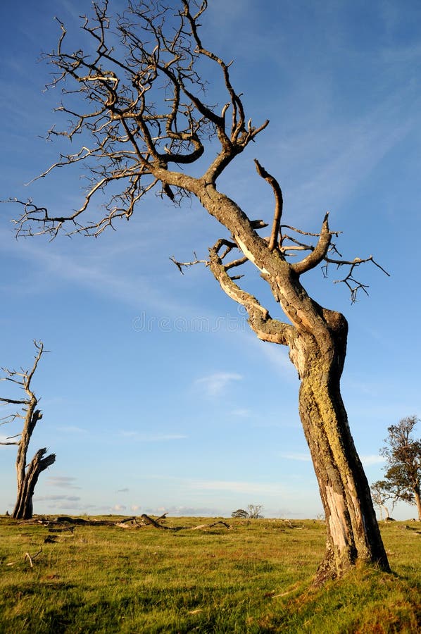 Árbol muerto imagen de archivo. Imagen de madera, moribundo - 11987761