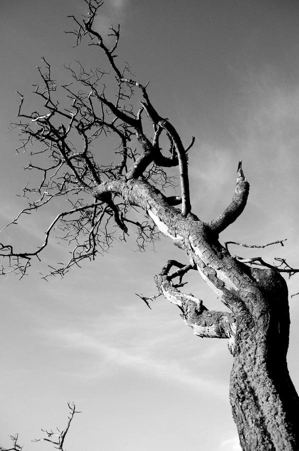 Árbol muerto imagen de archivo. Imagen de arbolado, ramificaciones ...