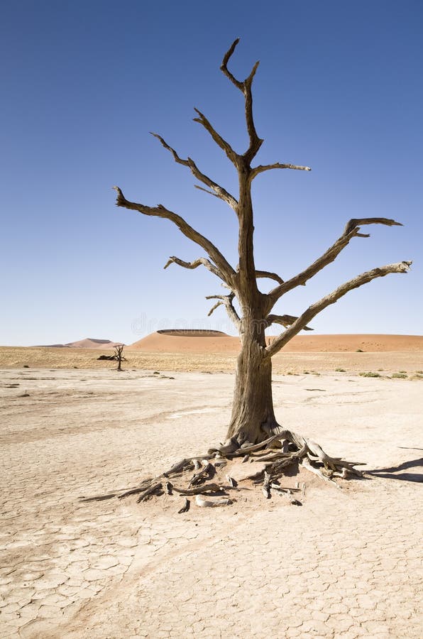Árbol muerto imagen de archivo. Imagen de acacia, caliente - 14227951