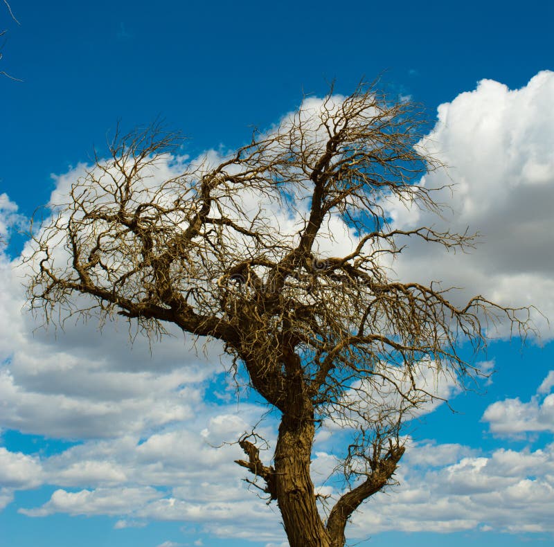 Árbol muerto imagen de archivo. Imagen de hierba, horizonte - 16391577