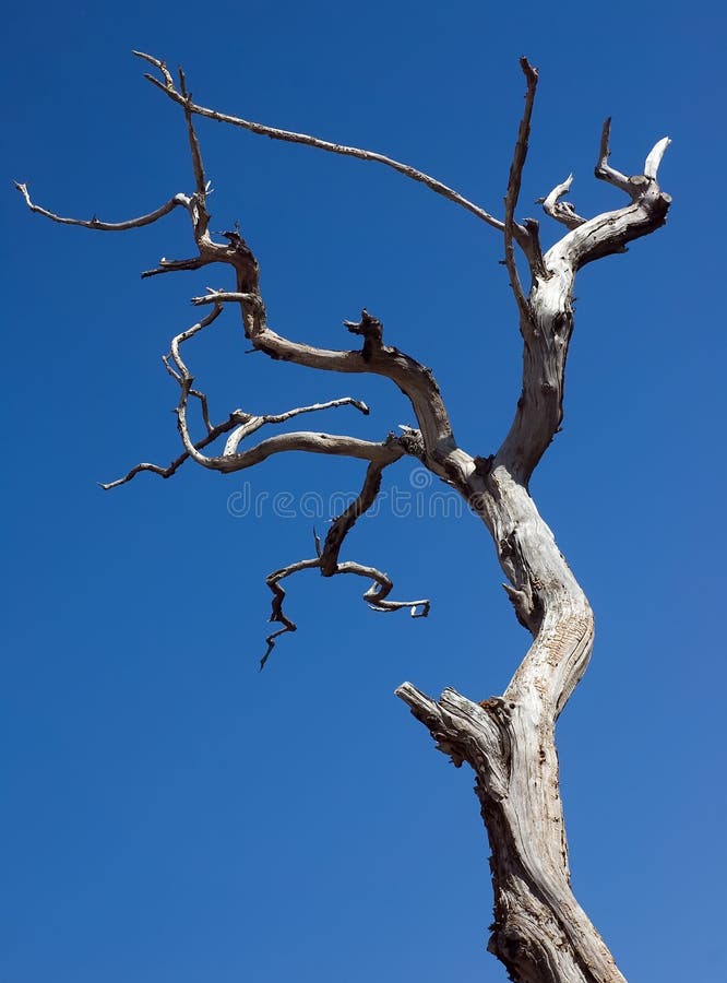 Árbol muerto foto de archivo. Imagen de ambiente, muerte - 24998540