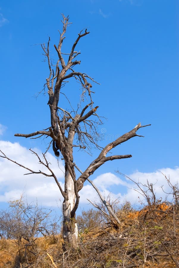 Árbol muerto foto de archivo. Imagen de paisaje, kruger - 6587898