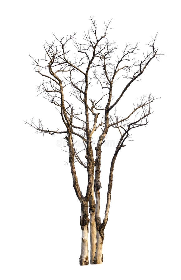 159,494 árbol Seco En Blanco Fotos de stock - Fotos libres de regalías ...