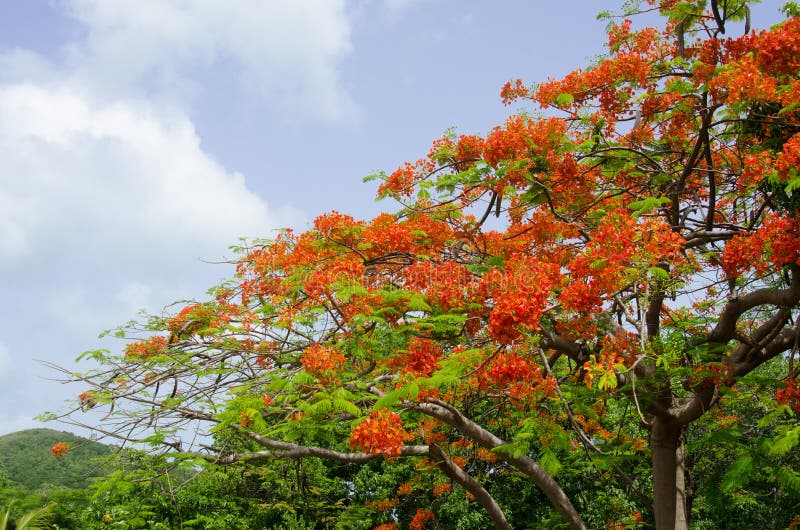 Árbol ostentoso imagen de archivo. Imagen de color, vibrante - 44644765