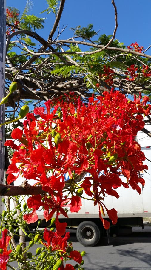 Árbol ostentoso imagen de archivo editorial. Imagen de anaranjado ...