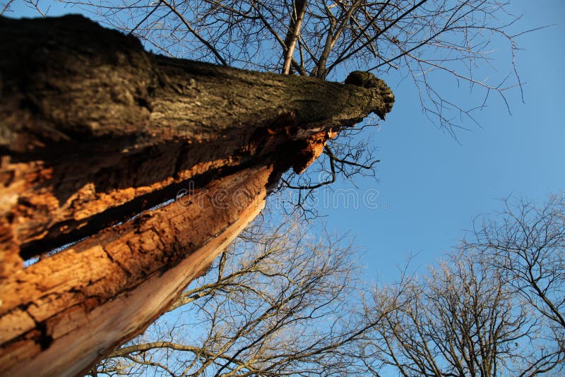 Troncos De árbol Partidos, Mintiendo En La Industria De La Carpintería ...