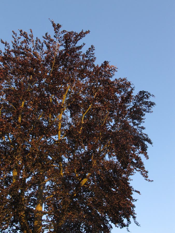 Árbol Real Con Las Hojas Oscuras Imagen de archivo - Imagen de bosque ...