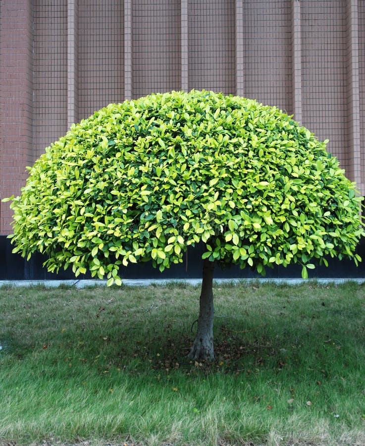 Árbol redondo foto de archivo. Imagen de textura, cubo - 33284252