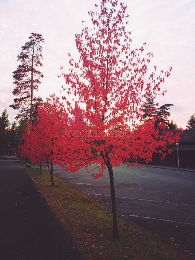 Árbol rojo foto de archivo. Imagen de rojo, tarde, finlandia - 116016706