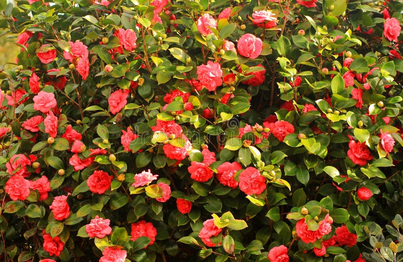 Camelia roja floreciente foto de archivo. Imagen de flora - 42167592