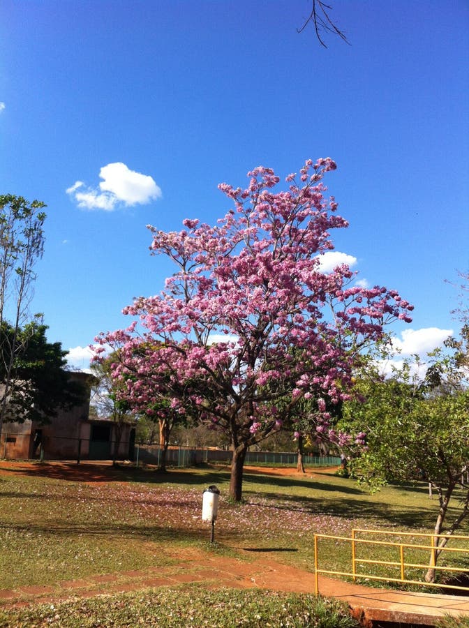 Árbol rosado del ipe imagen de archivo. Imagen de verde - 74564657