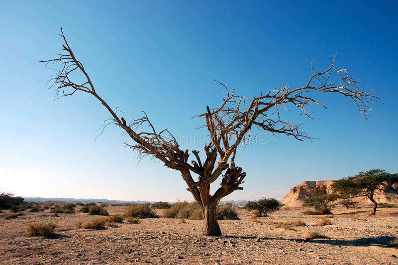 Árbol seco. imagen de archivo. Imagen de salvaje, descubierto - 19023829