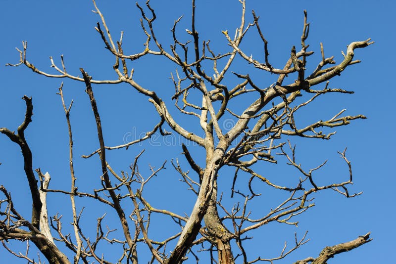 Árbol seco imagen de archivo. Imagen de madera, contaminado - 38803229