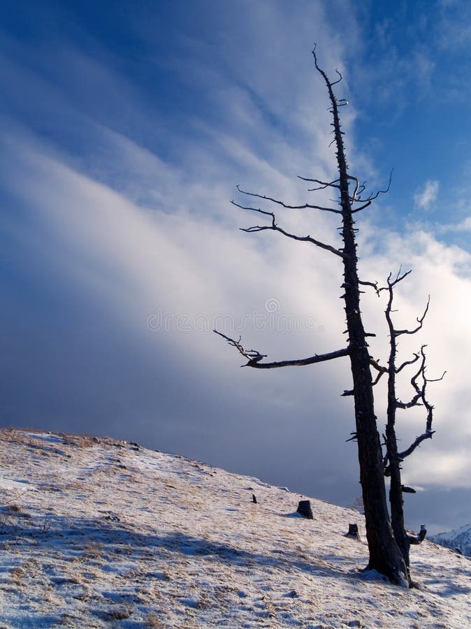 Árbol seco imagen de archivo. Imagen de invierno, abajo - 7418633