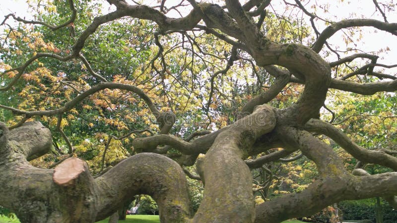 Árbol Seco Con Las Ramas Torcidas Almacen De Video - Vídeo de ...