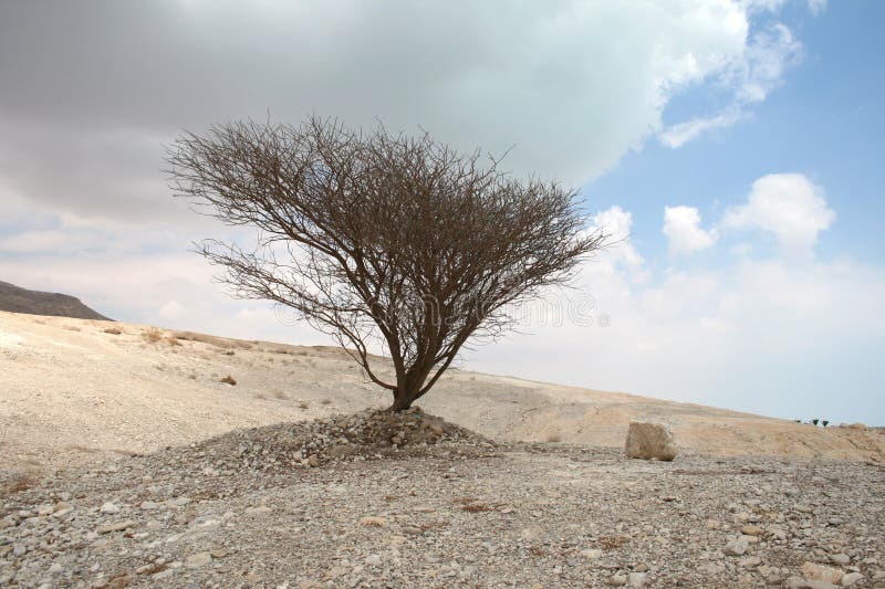 Árbol Seco En El Mar Muerto Foto de archivo - Imagen de seco, roca ...