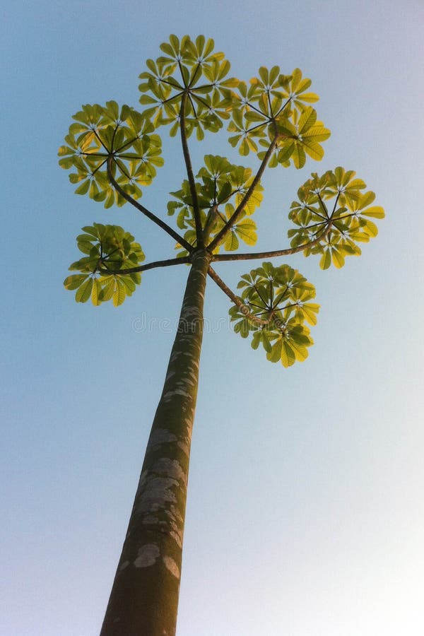 árbol Simétrico Fotos De Stock - Descarga 4,226 Fotos Libres de Derechos