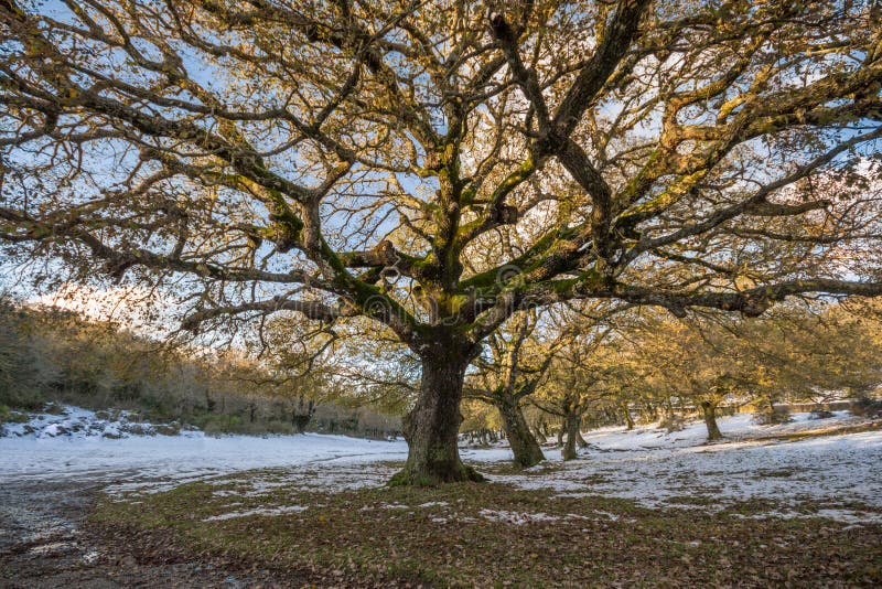 árbol Simétrico Fotos De Stock - Descarga 4,226 Fotos Libres de Derechos