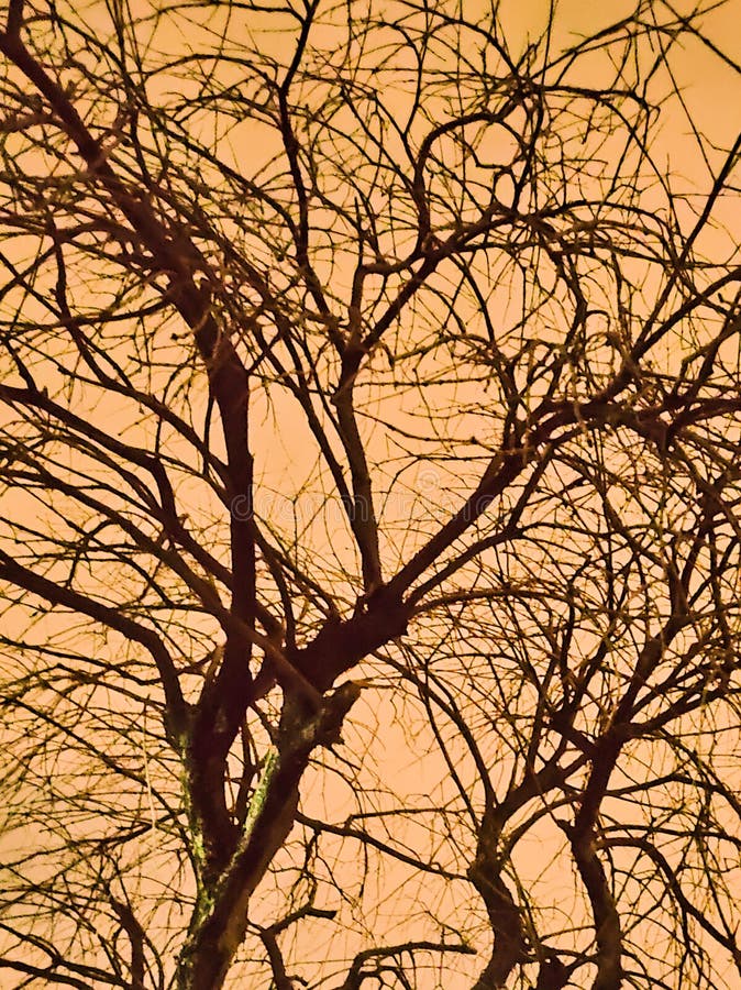árbol sin hojas foto de archivo. Imagen de hojas, sunset - 208914492