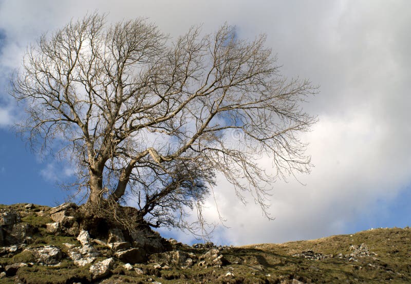 Árbol solo imagen de archivo. Imagen de campo, inglaterra - 19386887