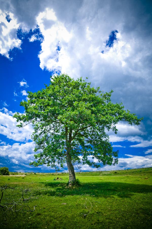 Árbol Seco Solo En El Campo Todav?a Vida 1 Efectos Del Clima El ...