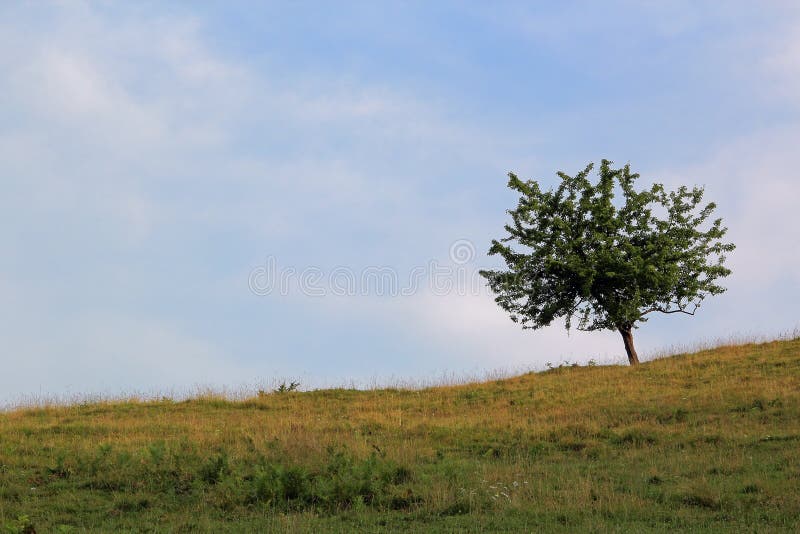 Árbol solo imagen de archivo. Imagen de campo, azul, ranching - 25369725