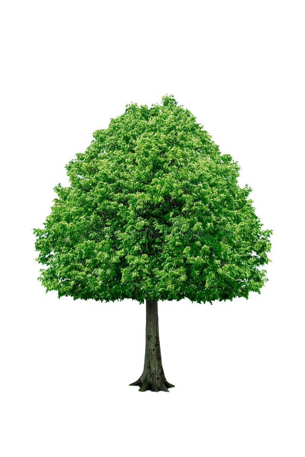 Árbol Solo Aislado En Un Fondo Blanco Imagen de archivo - Imagen de ...