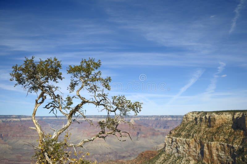Árbol Solo Sobre Un Precipicio Foto de archivo - Imagen de barranca ...