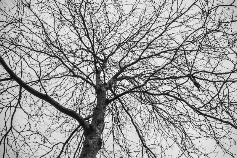 Ramas De árbol Vacías Contra El Fondo Con Un Cielo Claro De La Tarde En ...