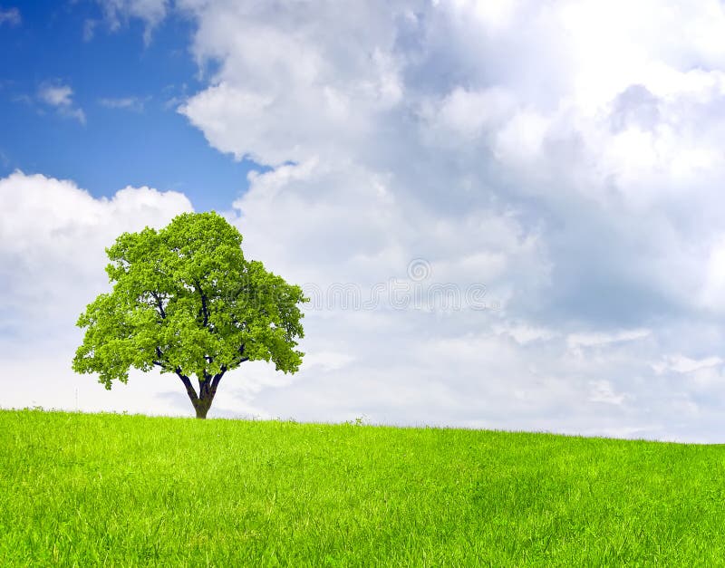 Árbol solo imagen de archivo. Imagen de fondo, horizonte - 12635561