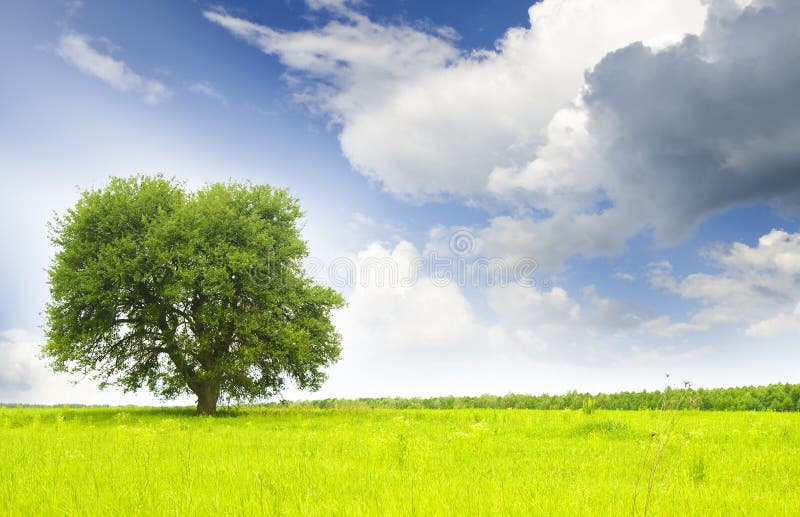 Árbol verde foto de archivo. Imagen de amplio, nube, hierba - 25708164